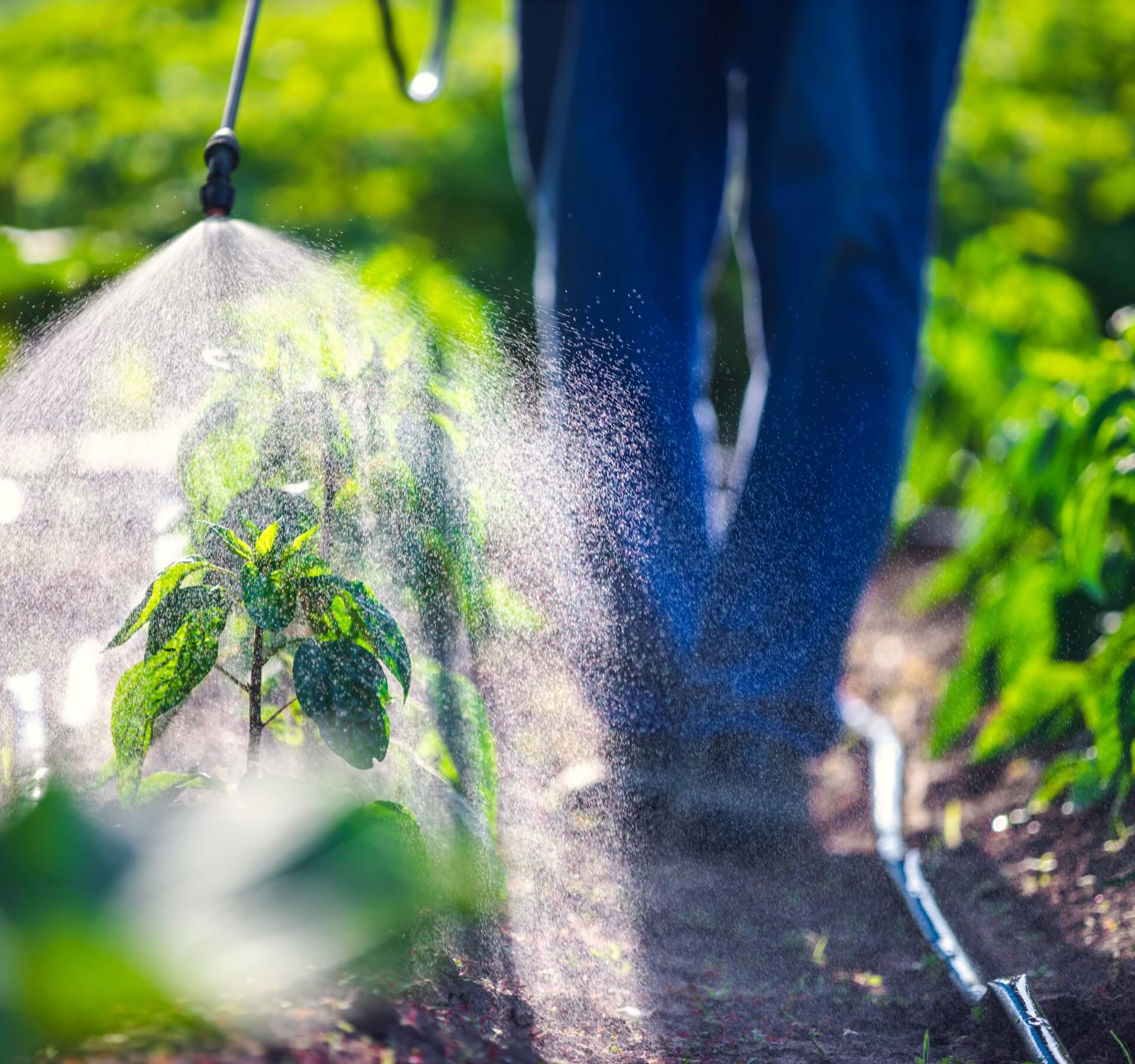 Weed Treatment Services | RSM Maintenance